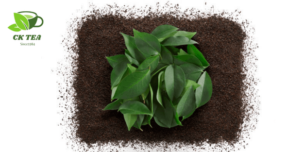 Quy trình sản xuất chè đen - Cẩm Khê Tea